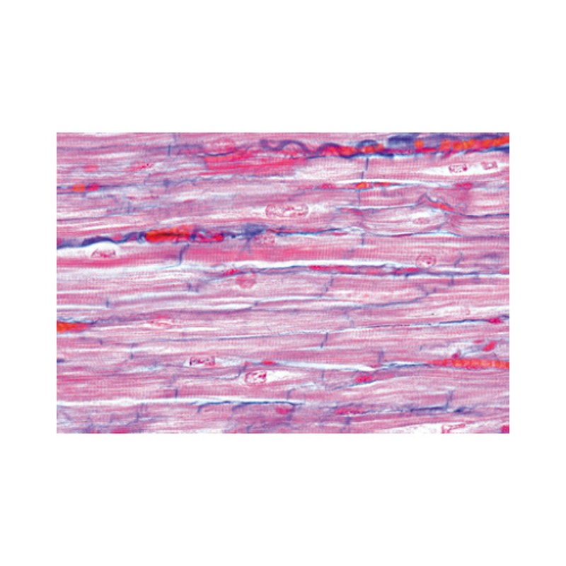 Normal Human Microscope Slides (Large) | Health and Care